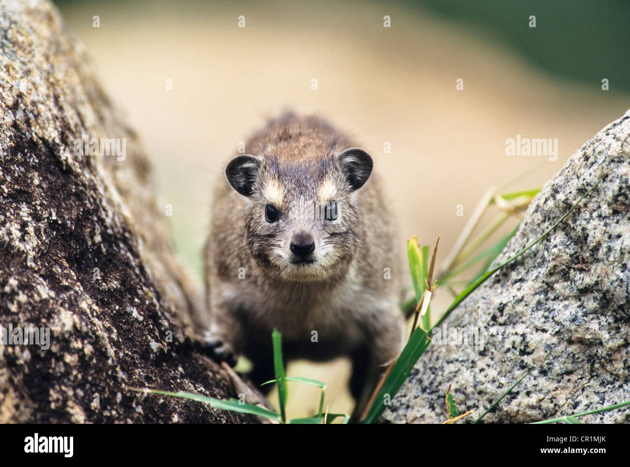 Serengeti rock hyrax hi-res stock photography and images - Alamy