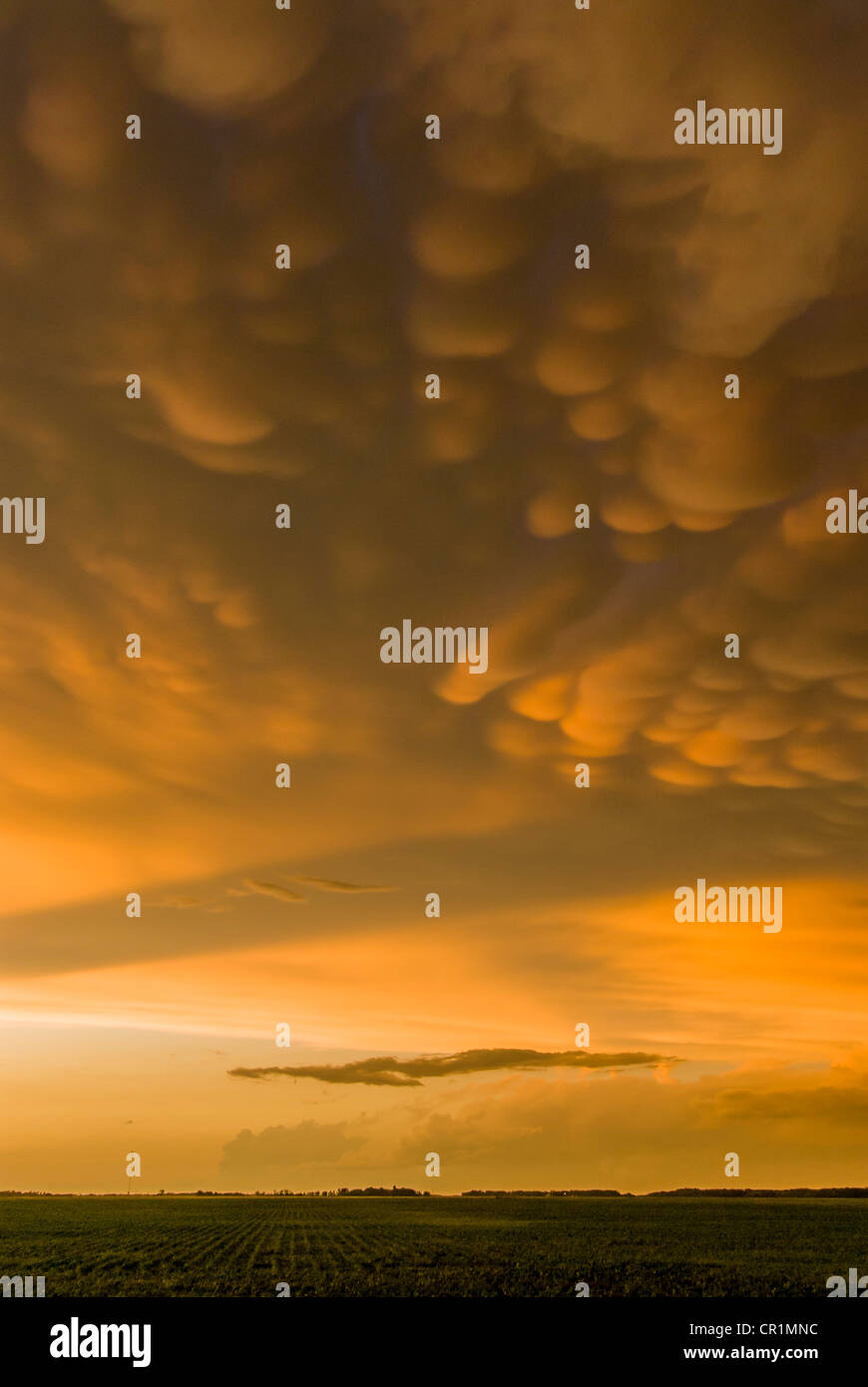 Mammatus clouds at sunset over Canadian prairie agricultural fields ...
