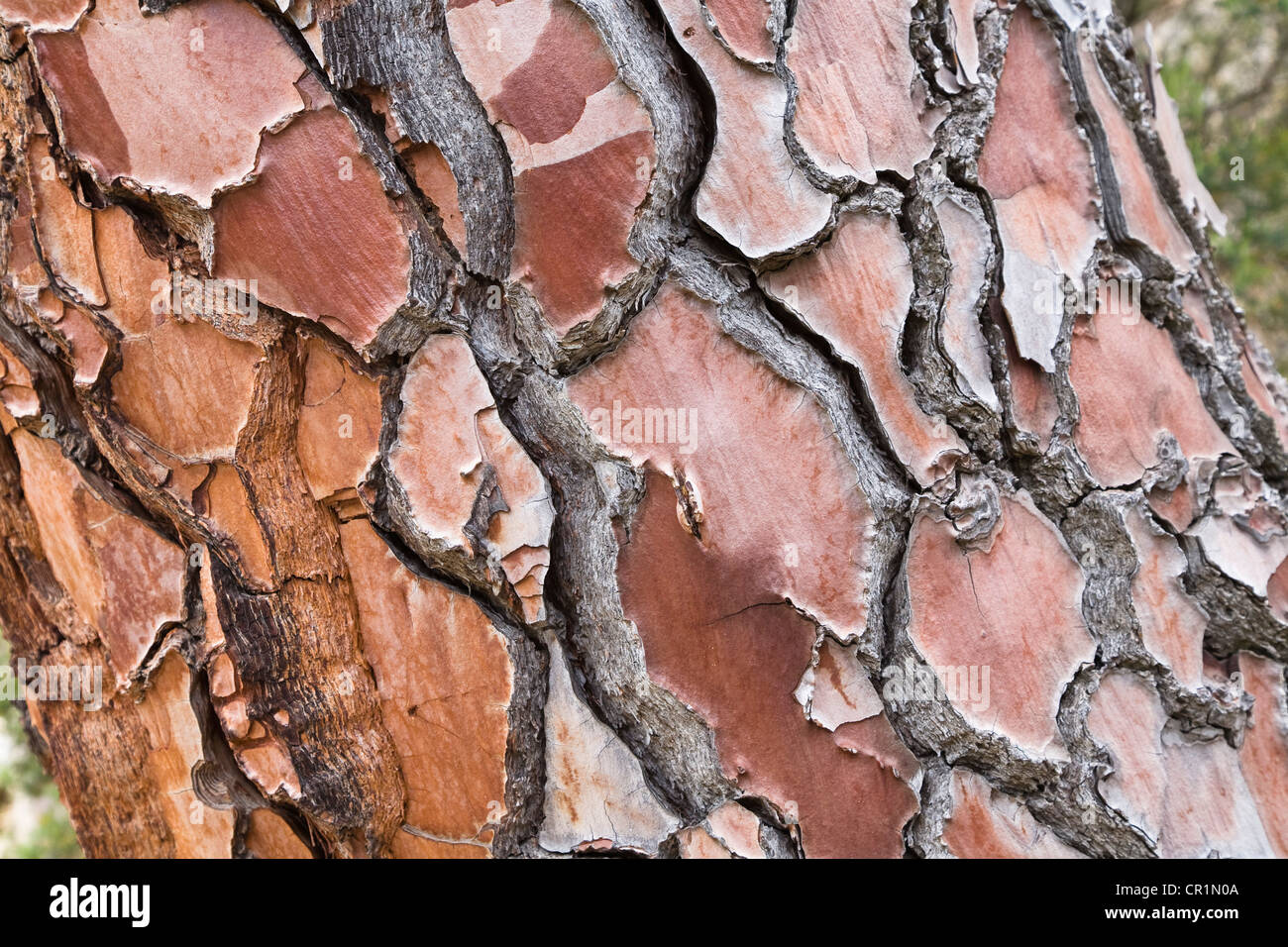 Conifer tree bark hi-res stock photography and images - Alamy