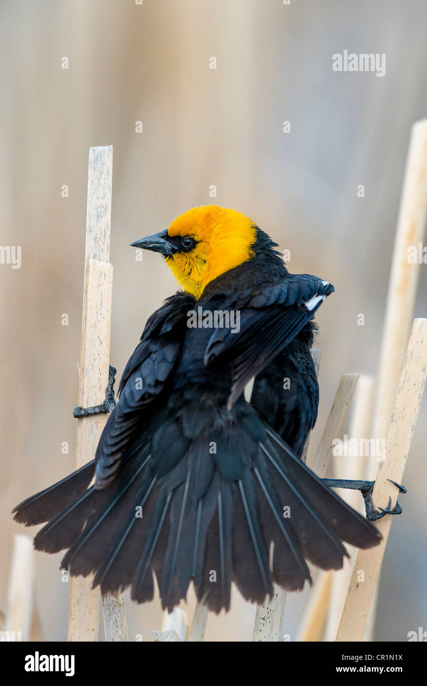 Yellow-headed Blackbird (Xanthocephalus xanthocephalus) courtship ...