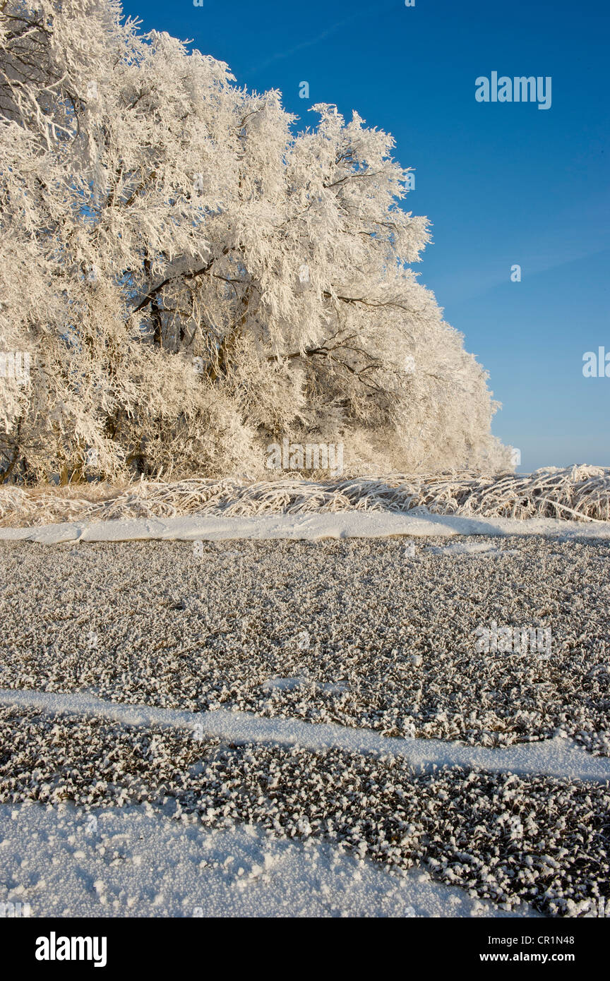 Heavy hoarfrost on tree hedge and field at sunrise Stock Photo - Alamy
