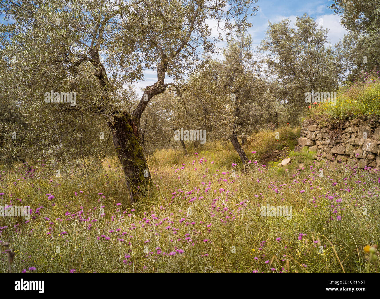Olive Grove, near Fiesole, Florence, Italy Stock Photo - Alamy