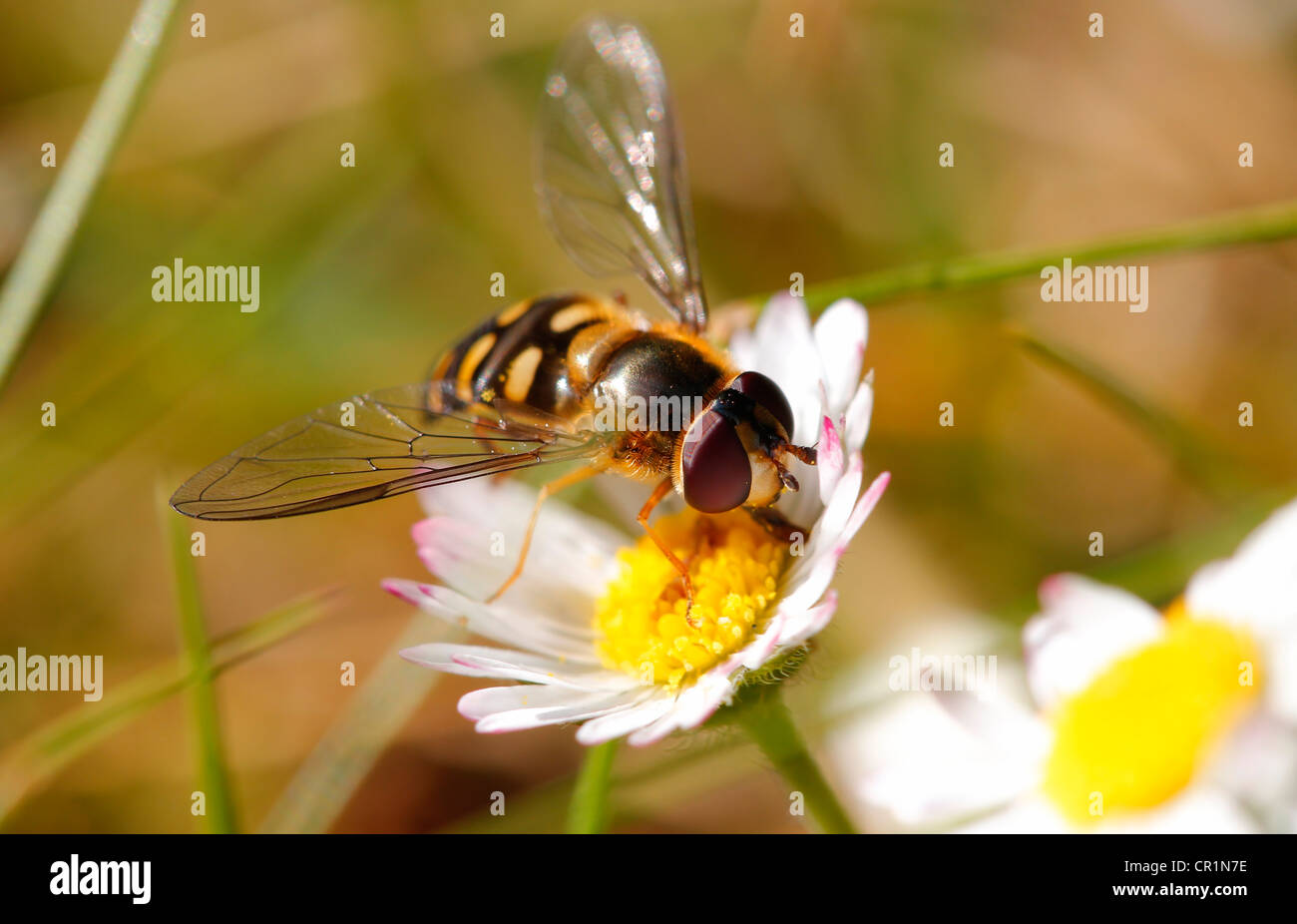 Common hover fly hi-res stock photography and images - Alamy