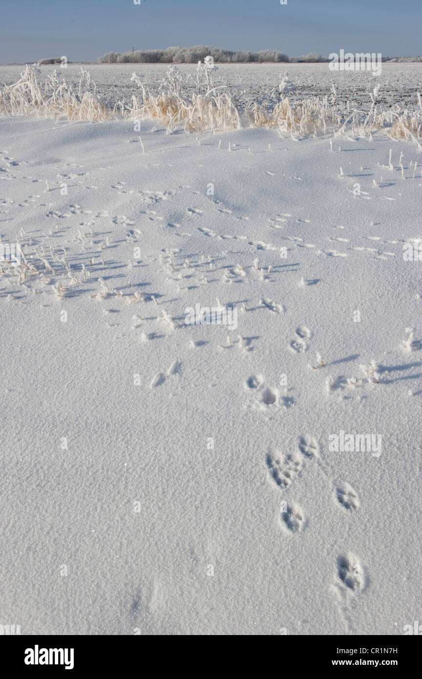 Jackrabbit tracks on snowy field with hoarfrost Stock Photo - Alamy