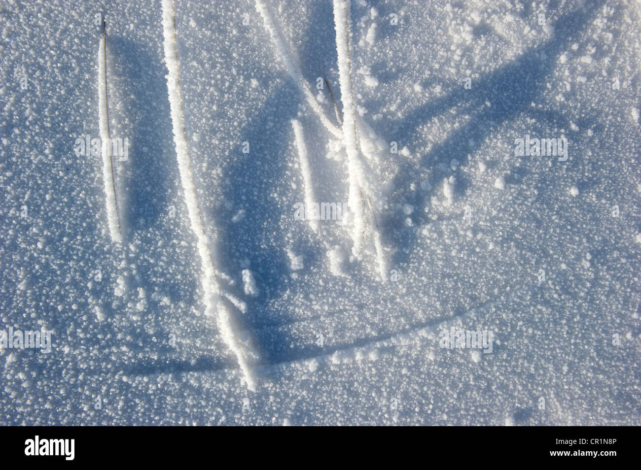 Wind swept grasses hi-res stock photography and images - Alamy