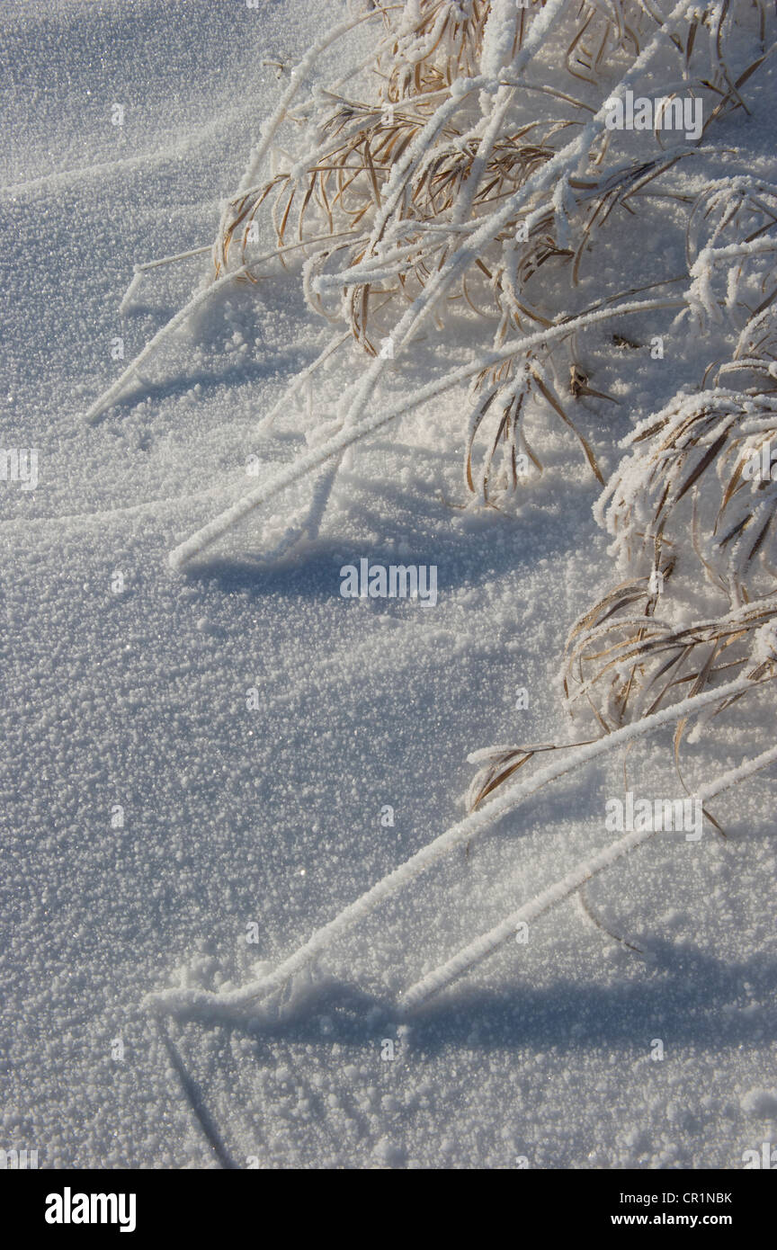 Frost Ice in Canada Stock Photo - Alamy