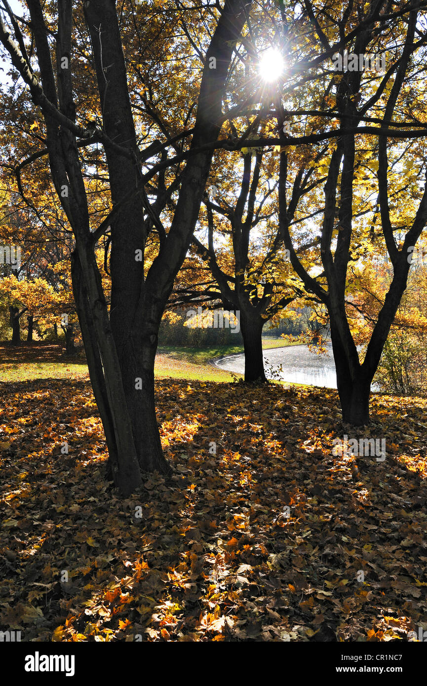 Oak trees (Quercus) suffused with light at the in the autumnal Ostpark ...