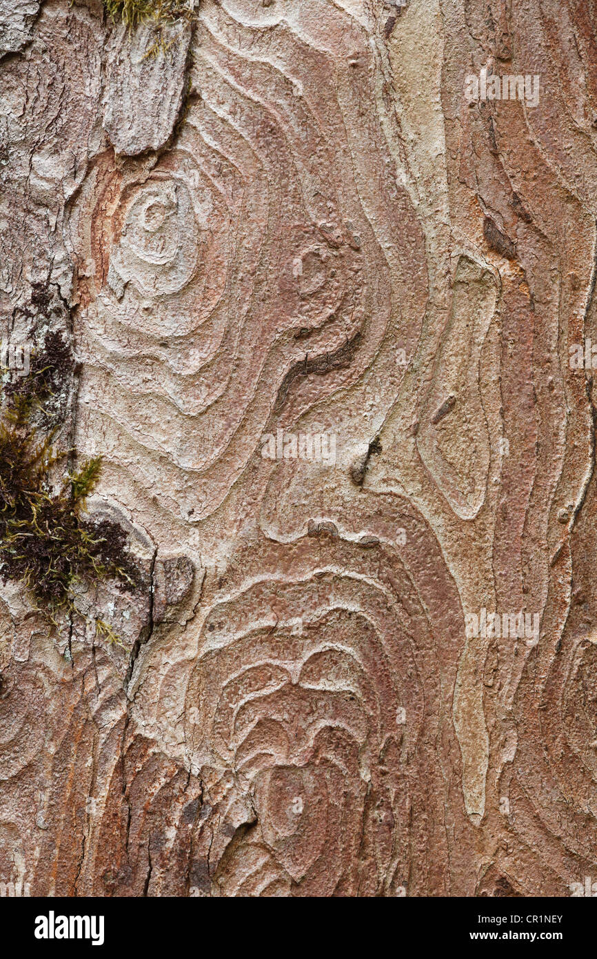 Bark of a Sycamore (Acer pseudoplatanus), Upper Bavaria, Bavaria ...