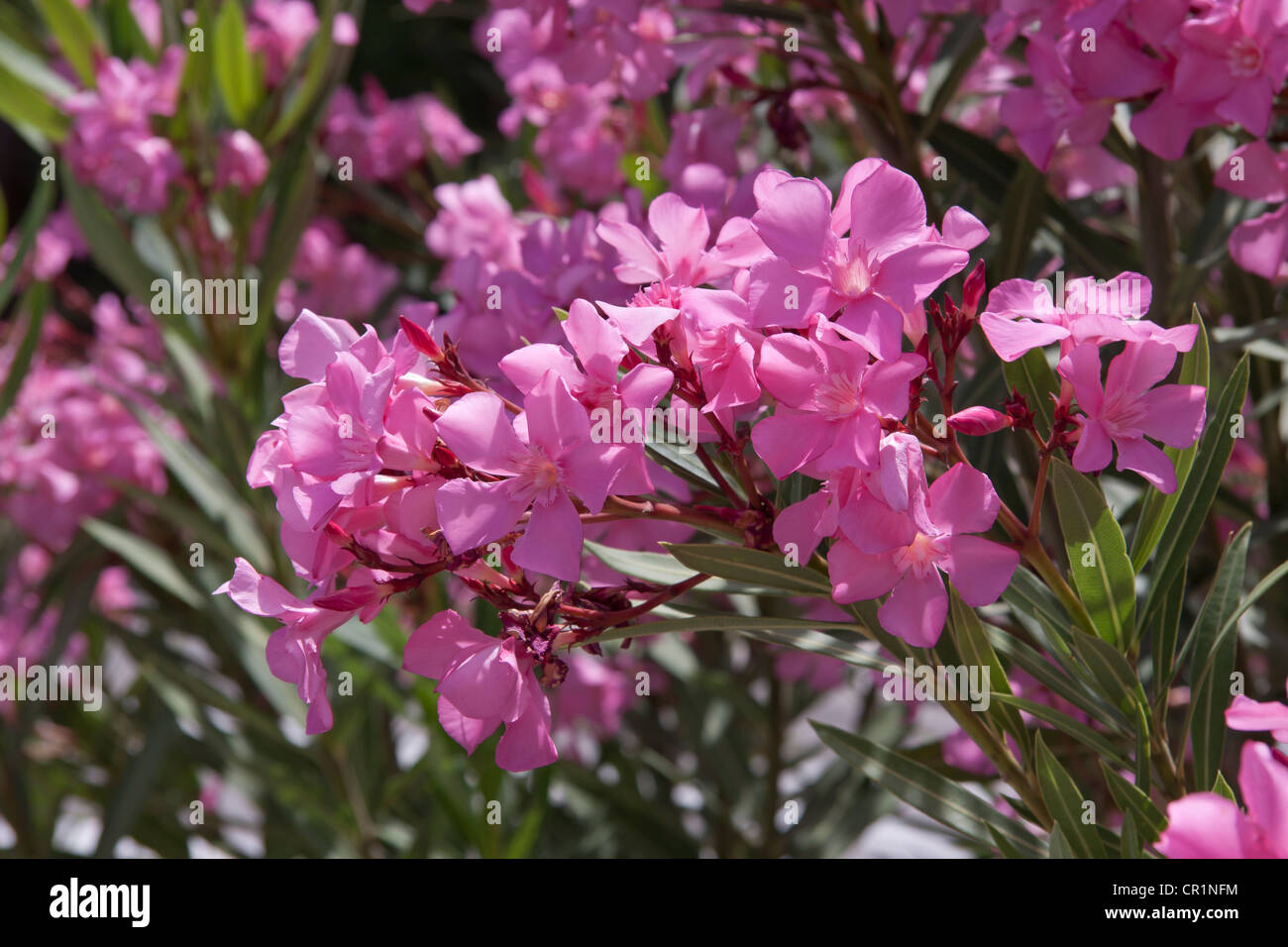 Oleander (Nerium oleander), flowers, Rhodes, Greece, Europe Stock Photo ...