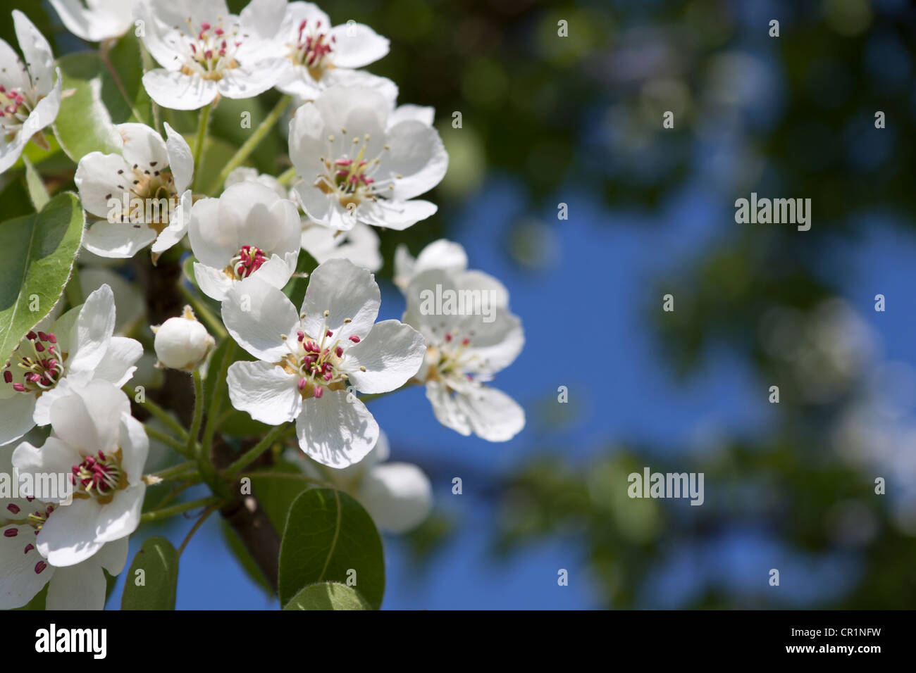 Flowering Pear (Pyrus) tree in spring Stock Photo - Alamy
