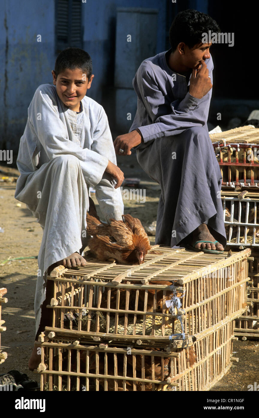 Egypt, Upper Egypt, Nile Valley, Edfu, young chicken seller in the ...