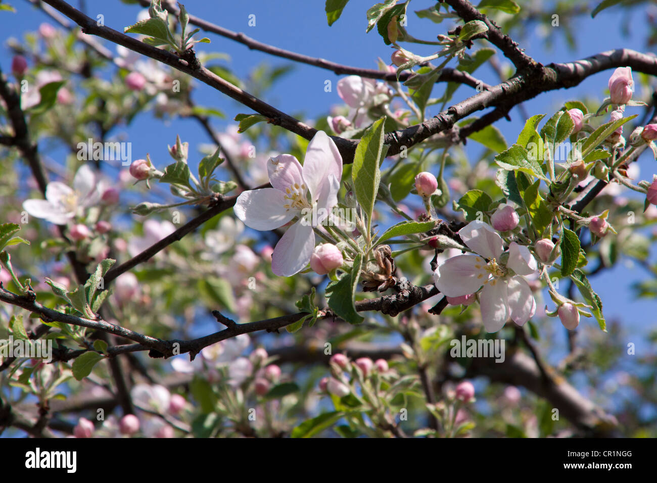 Pear blossoms pyrus in hi-res stock photography and images - Alamy