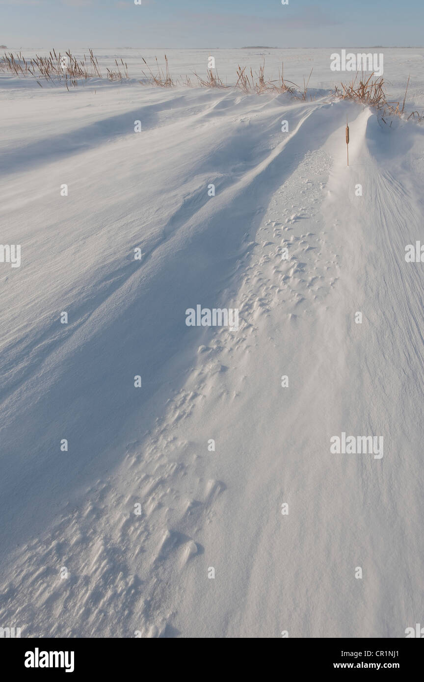 Canadian prairie winter scape with common cattails (Typha latifolia) at ...