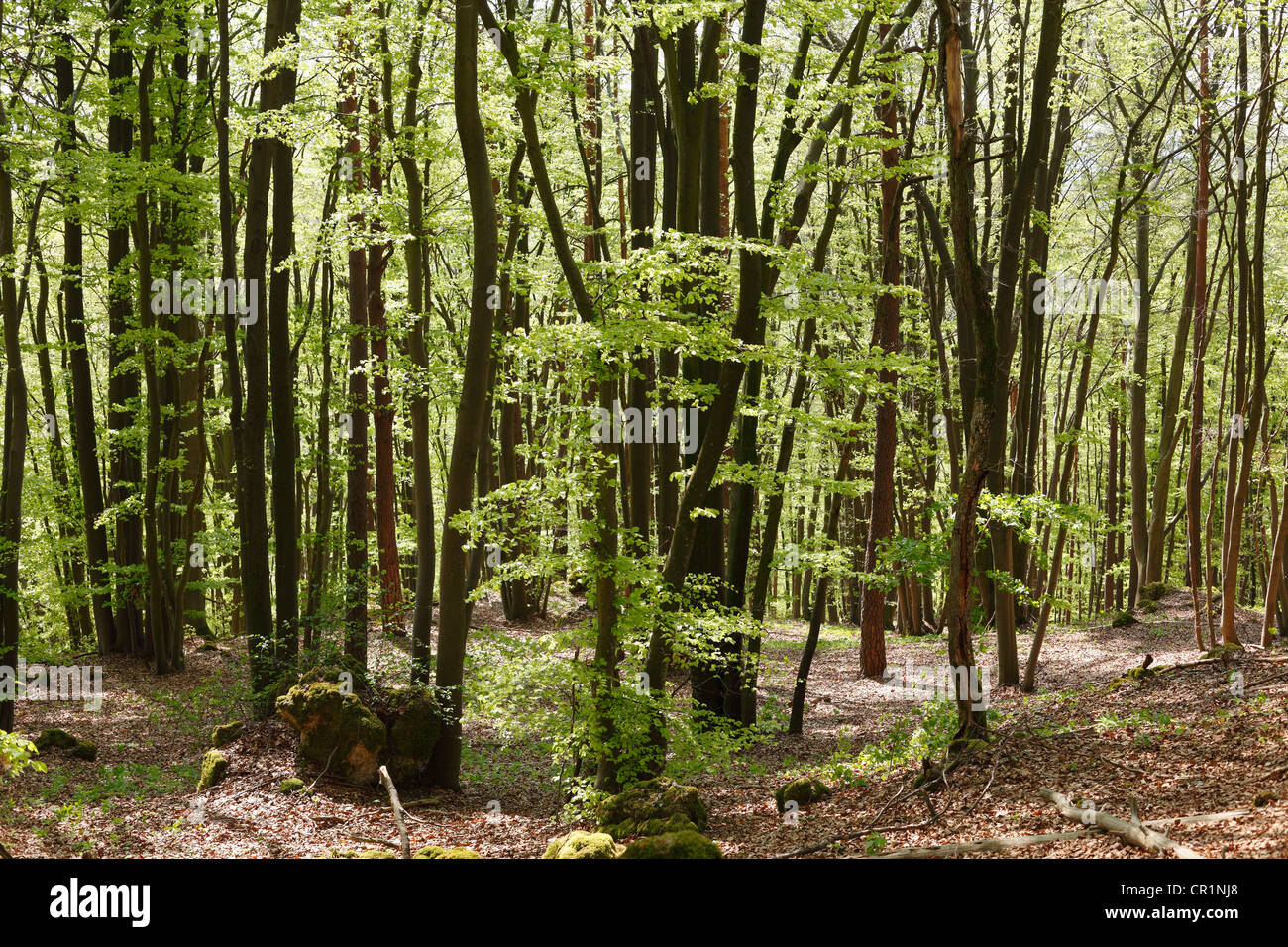 Southern european beech forests hi-res stock photography and images - Alamy