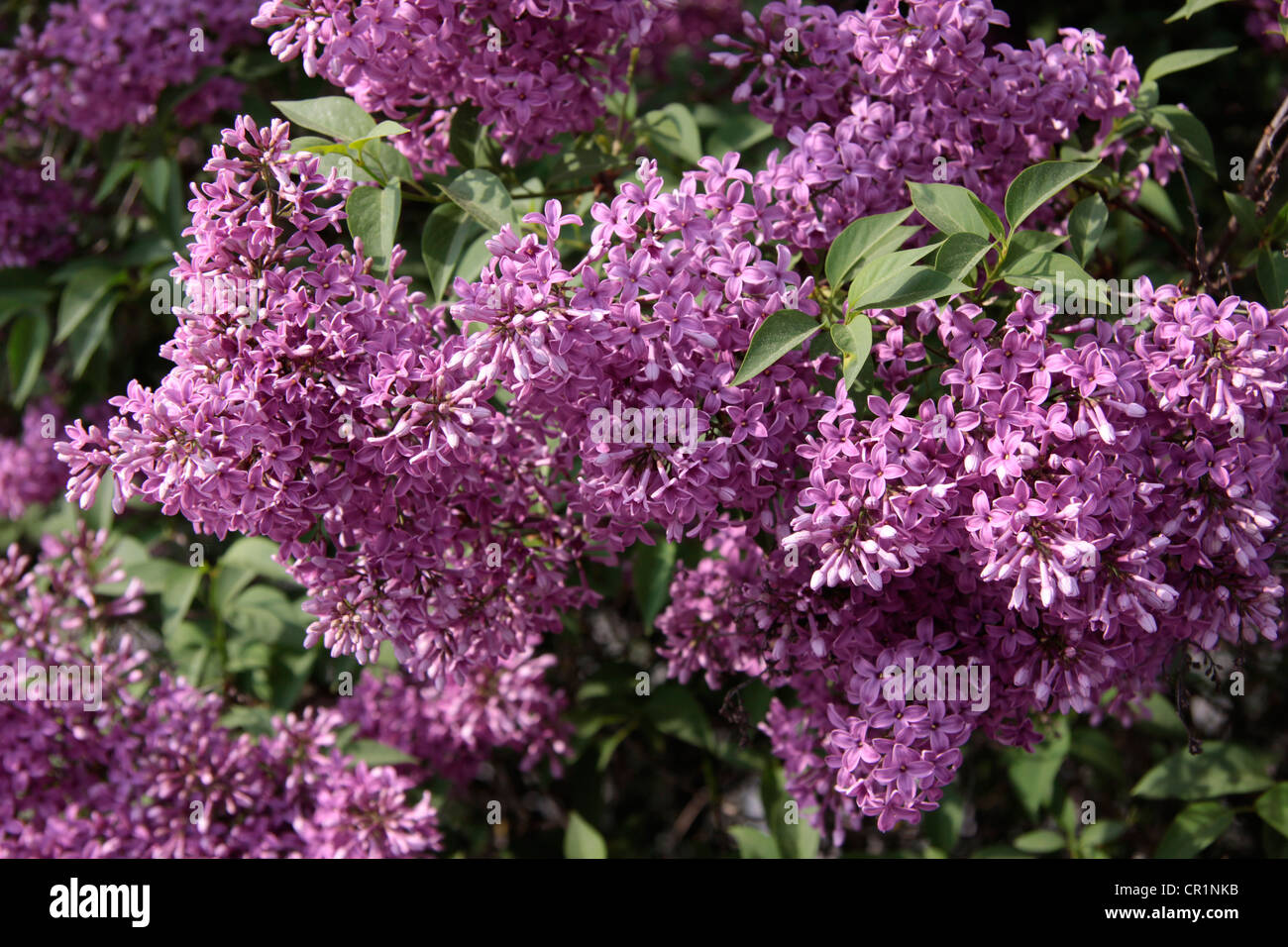 Syringa hi-res stock photography and images - Alamy