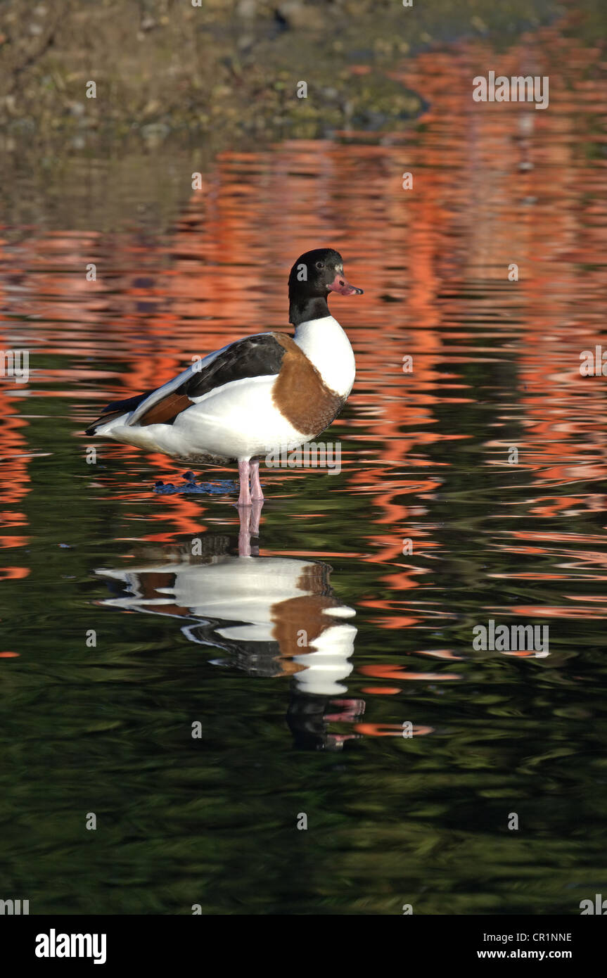 Female shelduck hi-res stock photography and images - Alamy