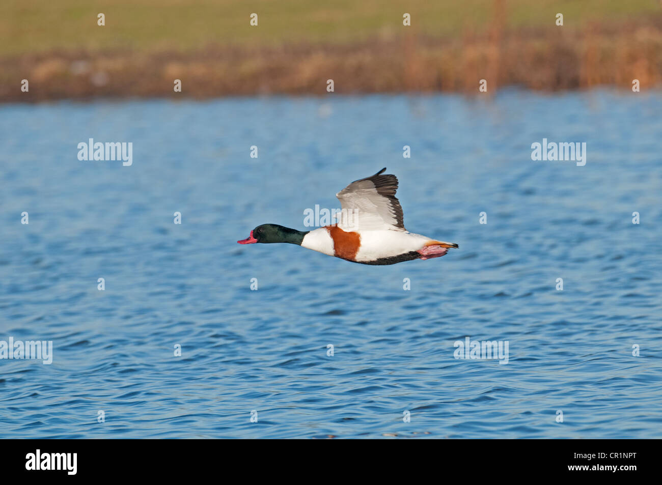 MALE SHELDUCK tadorna tadorna IN FLIGHT Stock Photo - Alamy