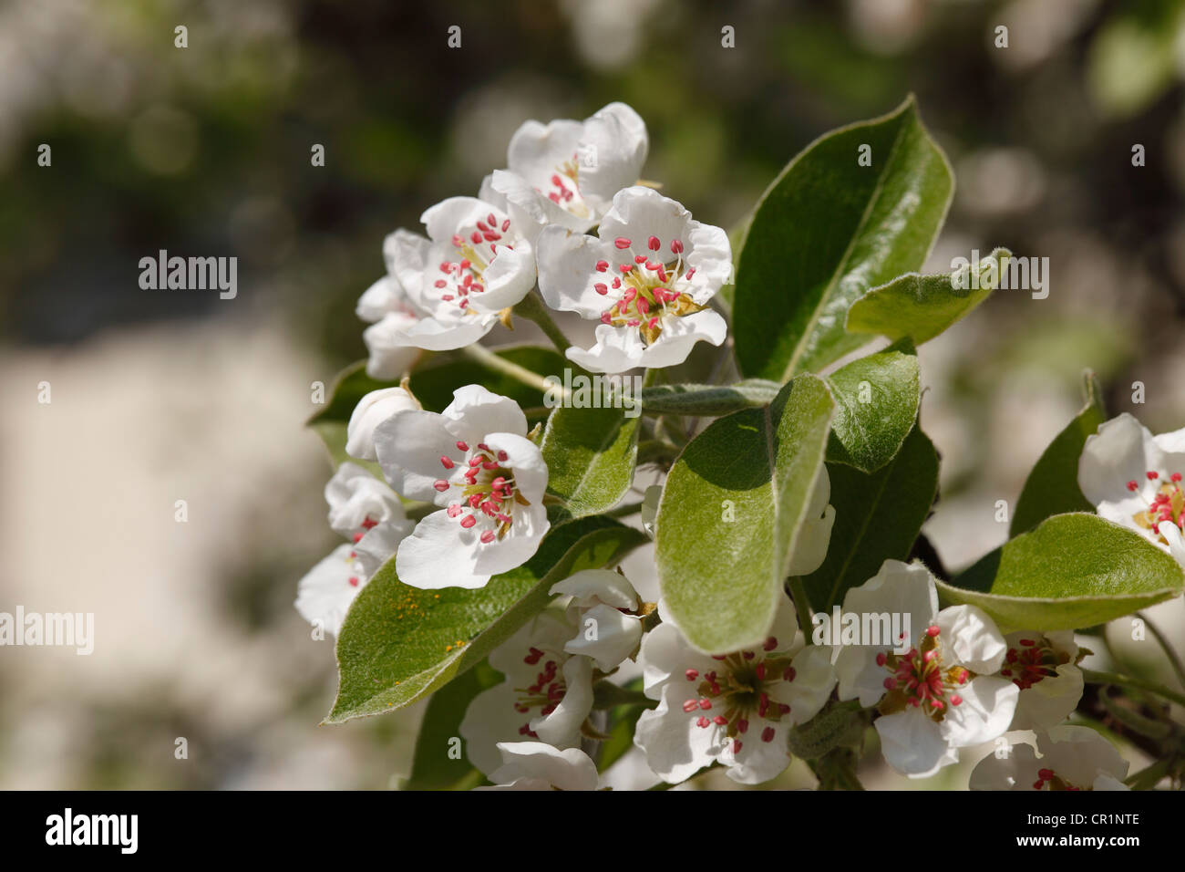 Pear tree flowers pyrus communis hi-res stock photography and images ...