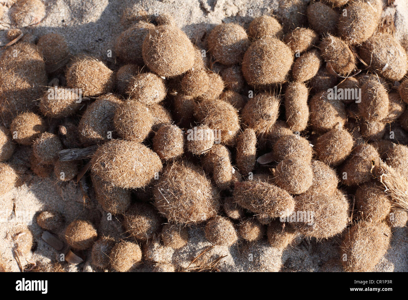 Balls of fibres of Neptune Grass (Posidonia oceanica) on a beach ...