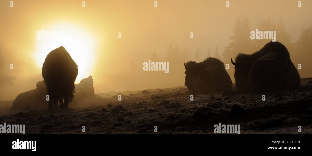 group of Bison in winter mist during sunrise, Yellowstone national park ...