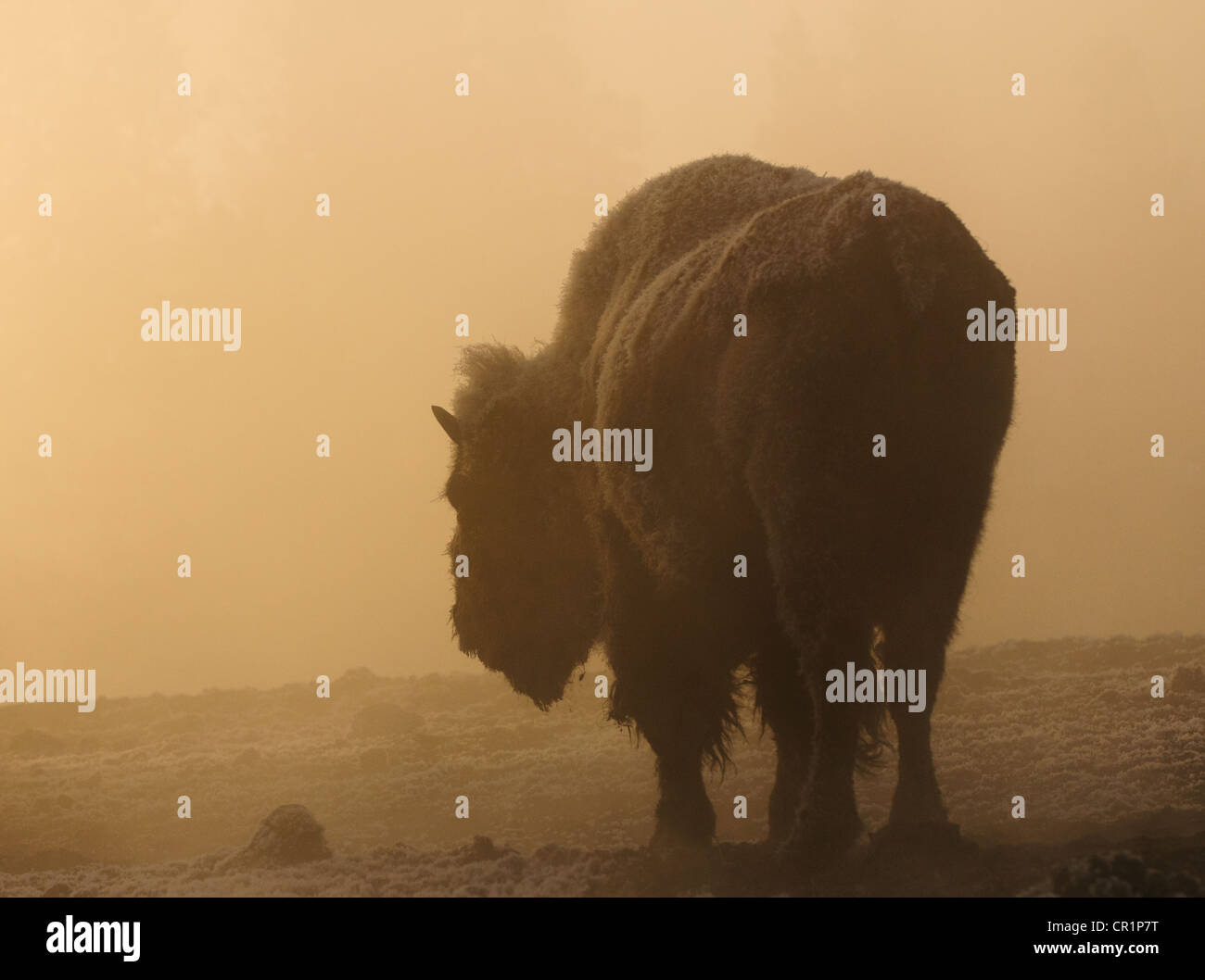 Bison winter sunrise mist Yellowstone national park Stock Photo - Alamy