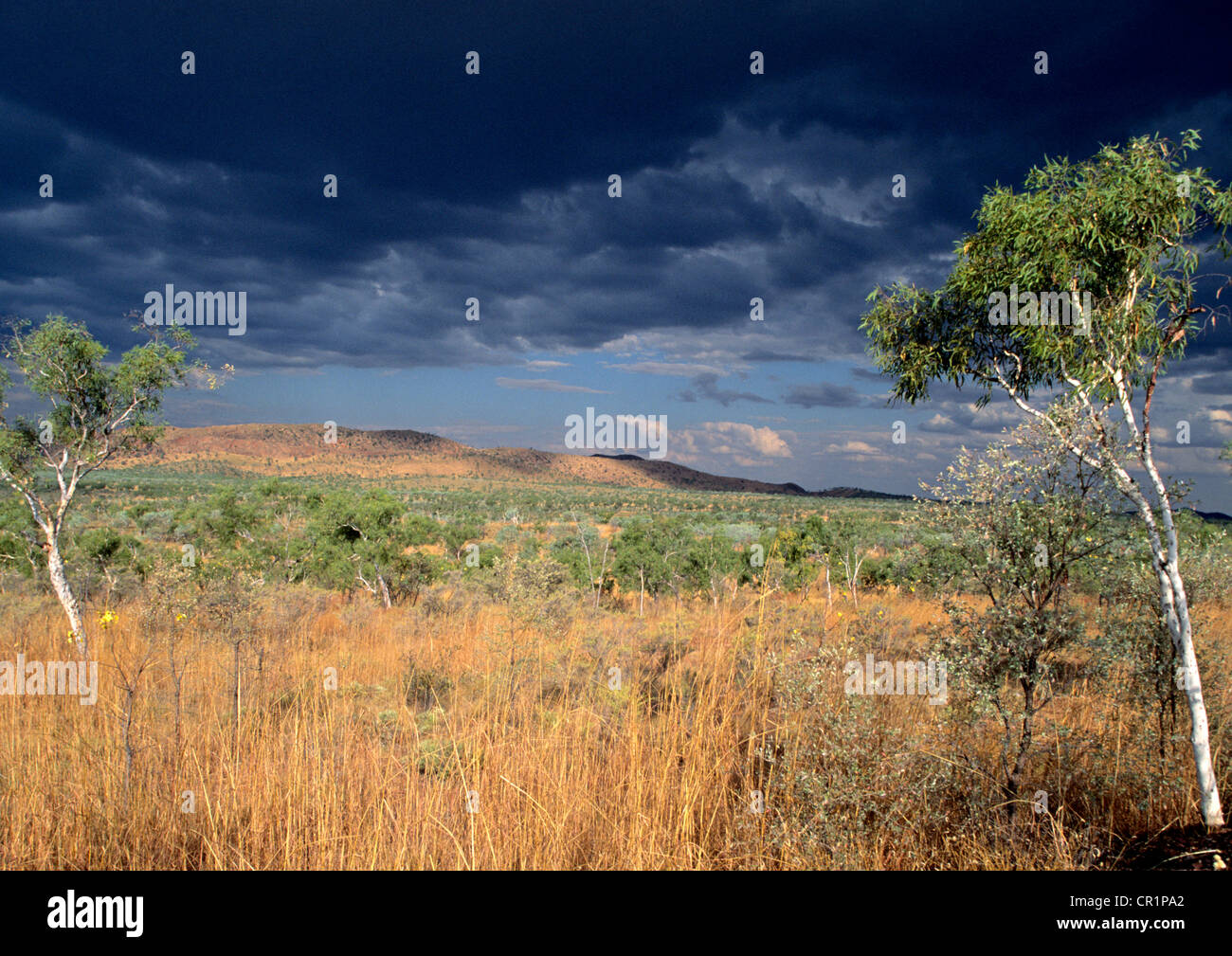 Australia, Western Australia, the Kimberley bush near the town of ...