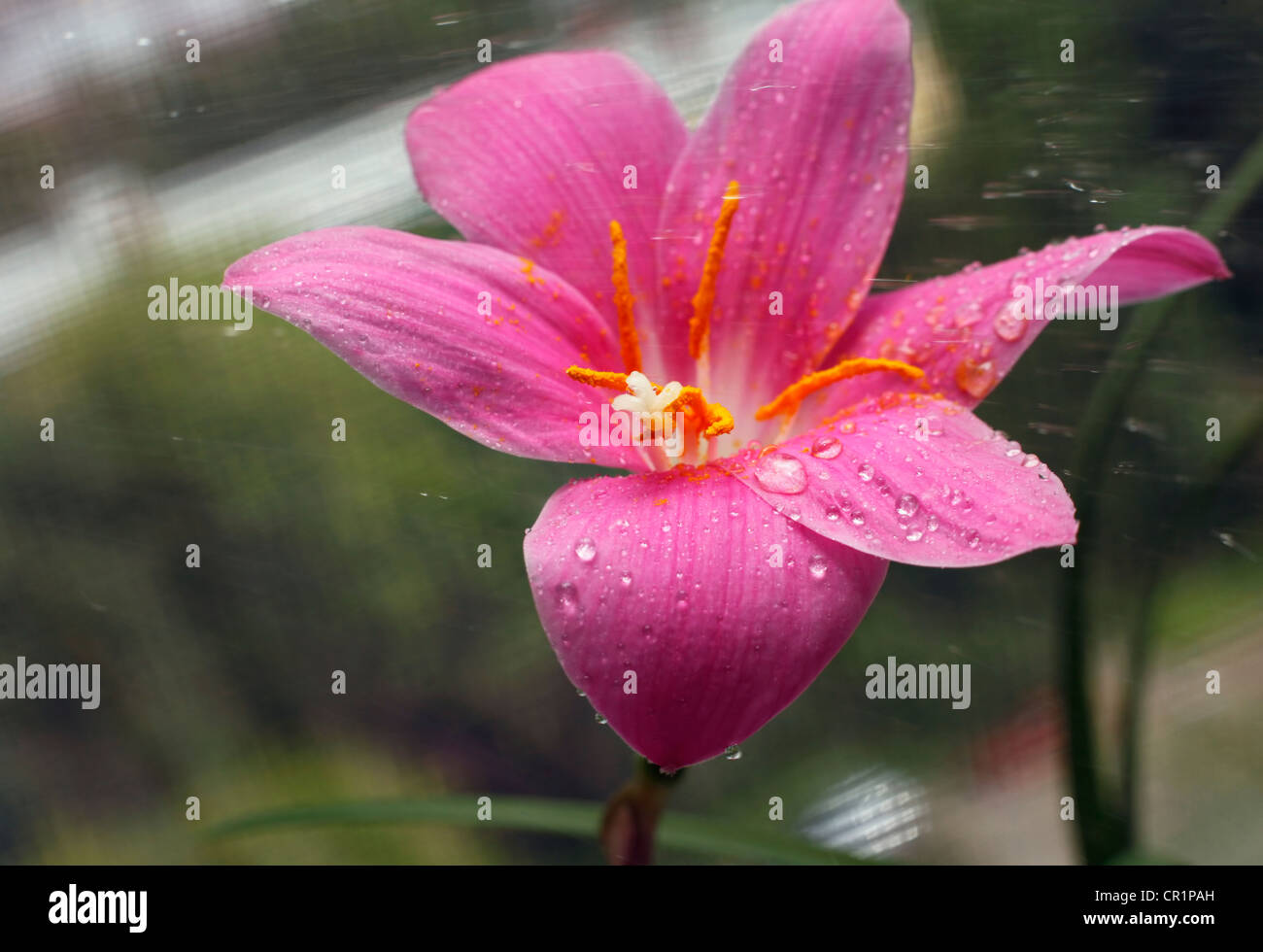 Pink flower with drops on a dim background Stock Photo - Alamy