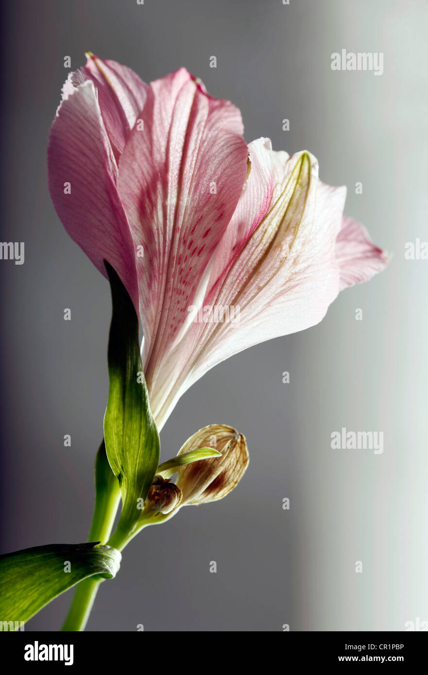Bud of a flower on a light background Stock Photo - Alamy