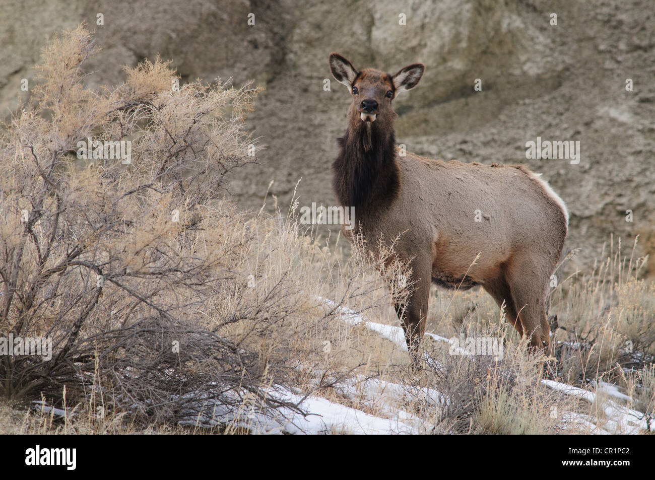 Elk winter snow Yellowstone national park Stock Photo - Alamy