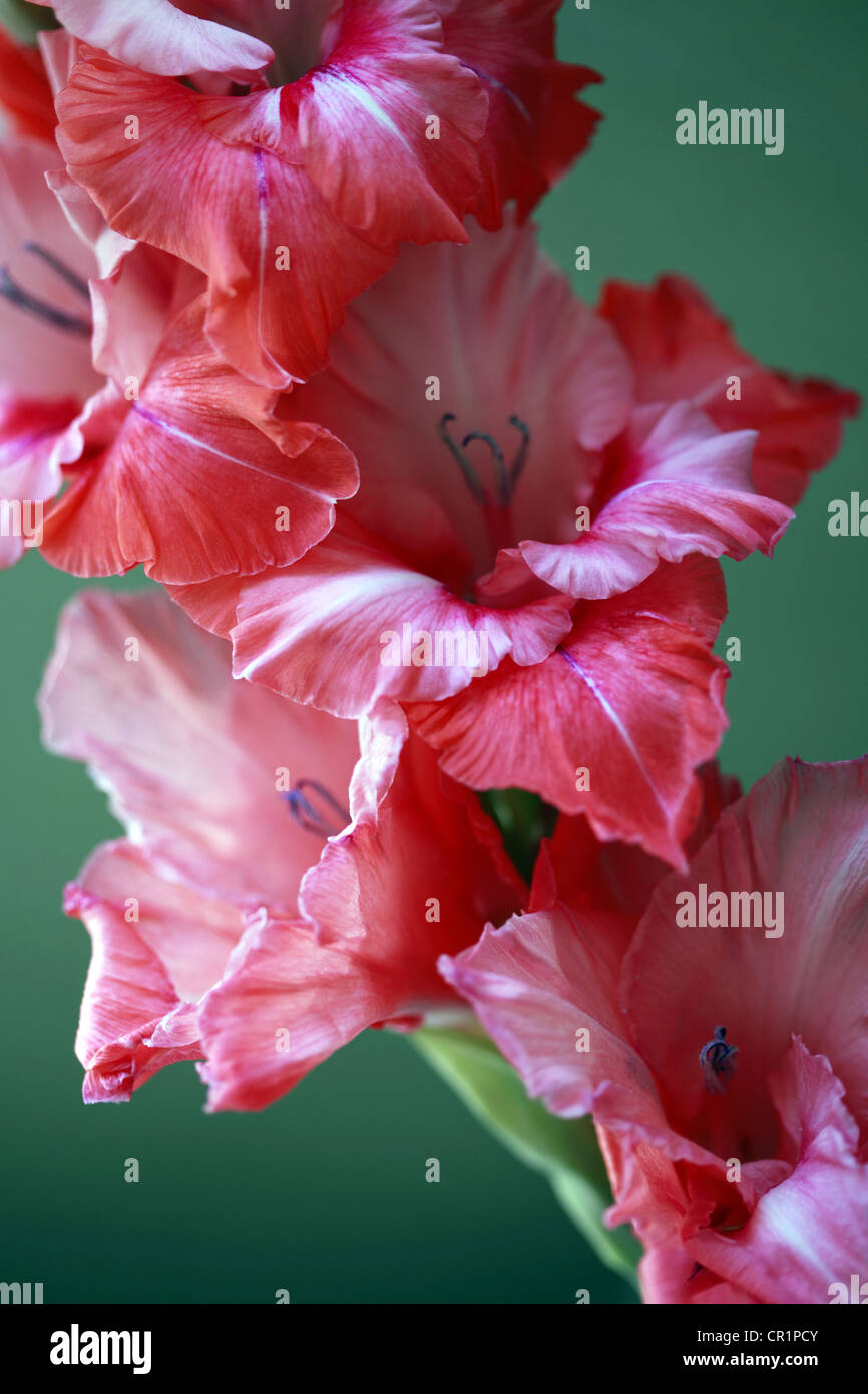 Beautiful Gladiolus. Macro studio shot close-up Stock Photo - Alamy