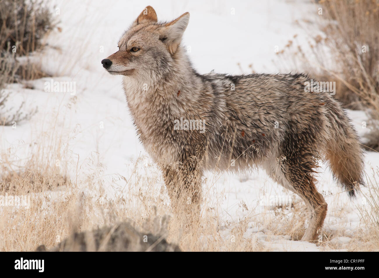 Coyote winter snow Yellowstone national park Stock Photo - Alamy