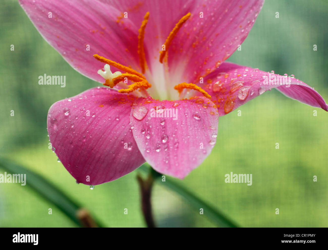 Pink flower with drops on a dim background Stock Photo - Alamy
