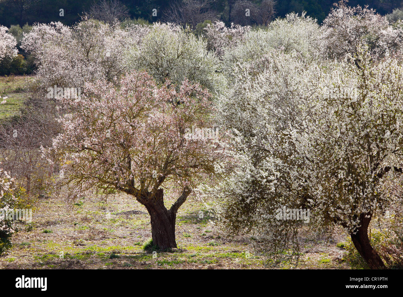 Blossoming Almond (Prunus dulcis) trees, Randa, Majorca, Balearic ...