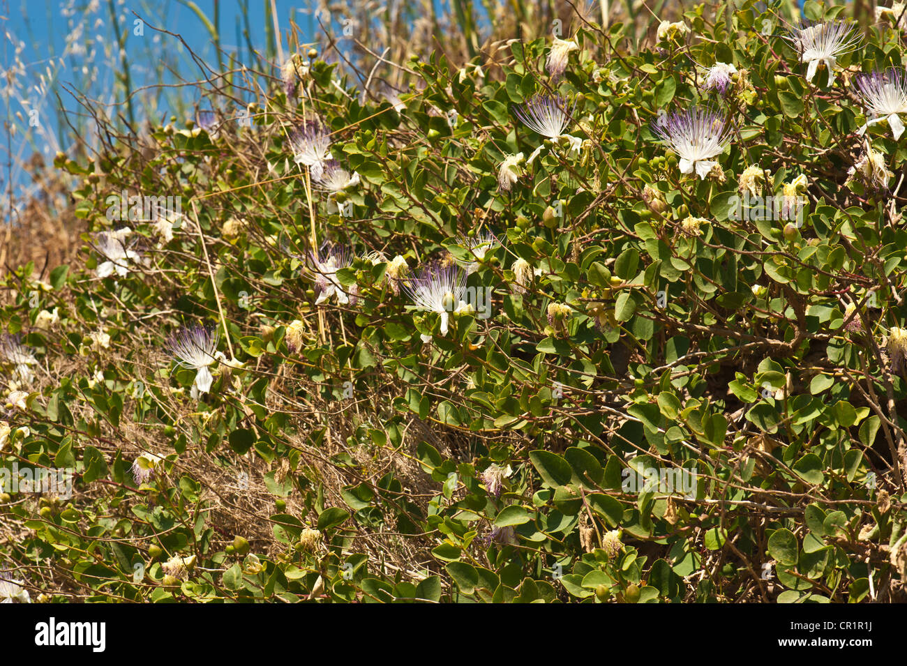 Caper Bush Stock Photos & Caper Bush Stock Images - Alamy