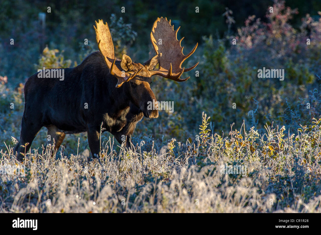 Bull moose in early morning light and frost in Riding Mountain National ...