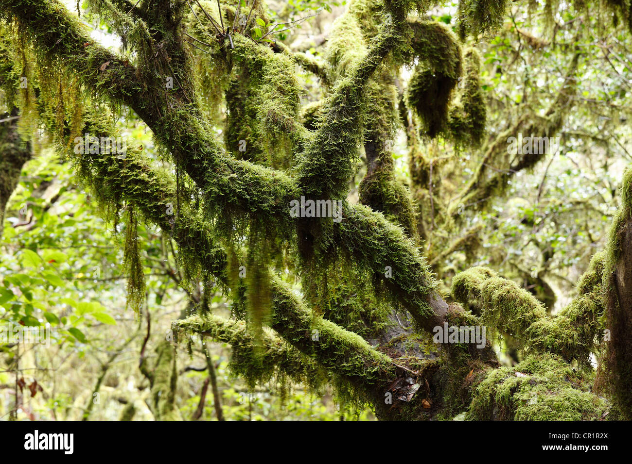 Tree covered moss hi-res stock photography and images - Alamy