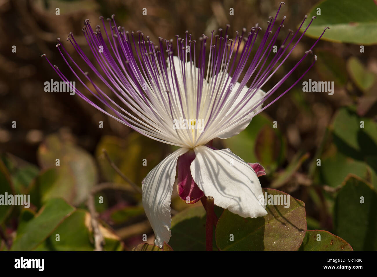 Caper plants hi-res stock photography and images - Alamy