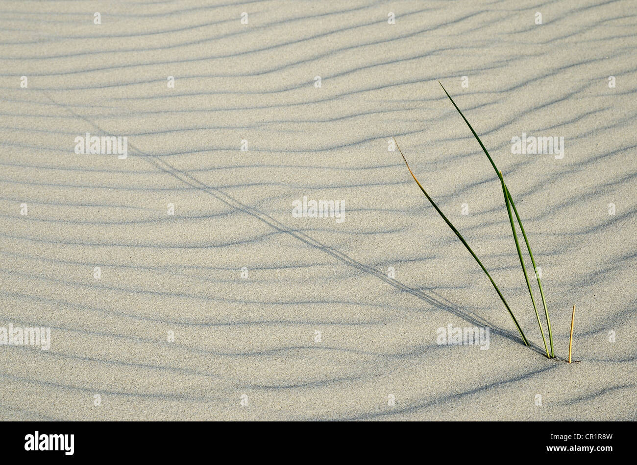 Ammophila arenaria flora hi-res stock photography and images - Alamy