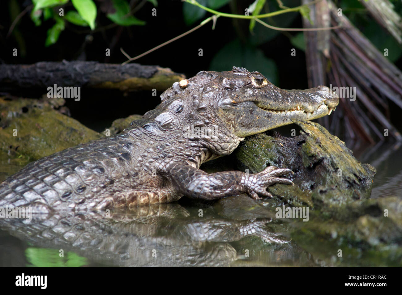 Spectacled caiman or white caiman (Caiman crocodilus), Tortuguero ...