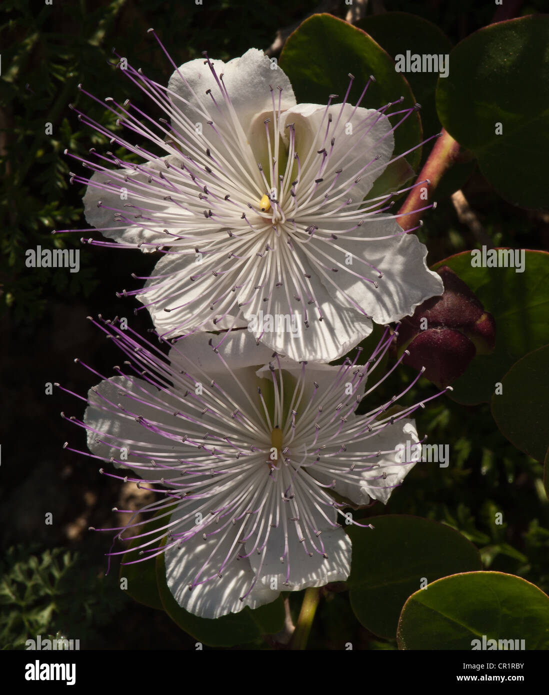 Caper bush flower capparis hi-res stock photography and images - Alamy