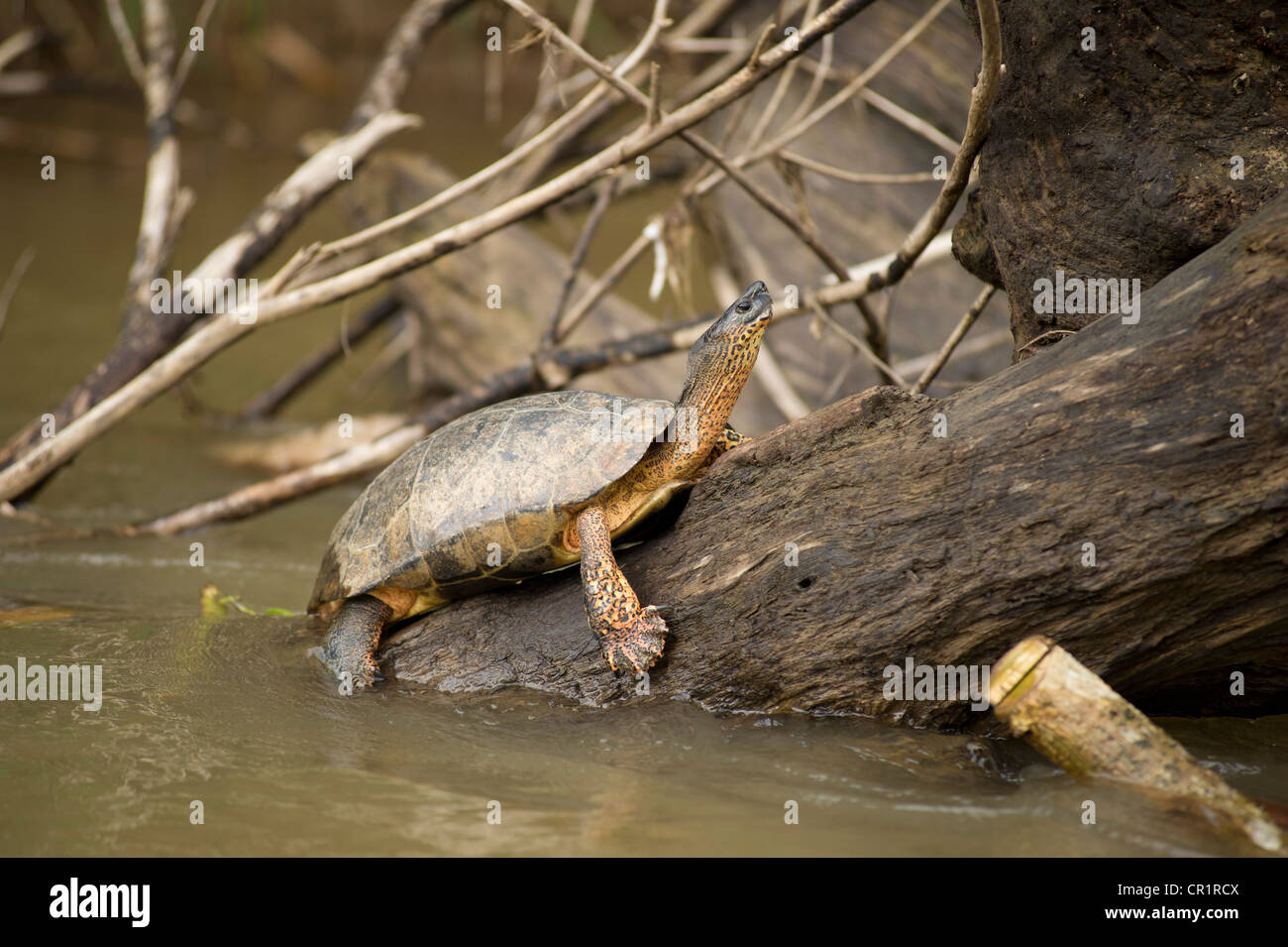 Black River Turtle or Black Wood Turtle (Rhinoclemmys funerea), Costa ...
