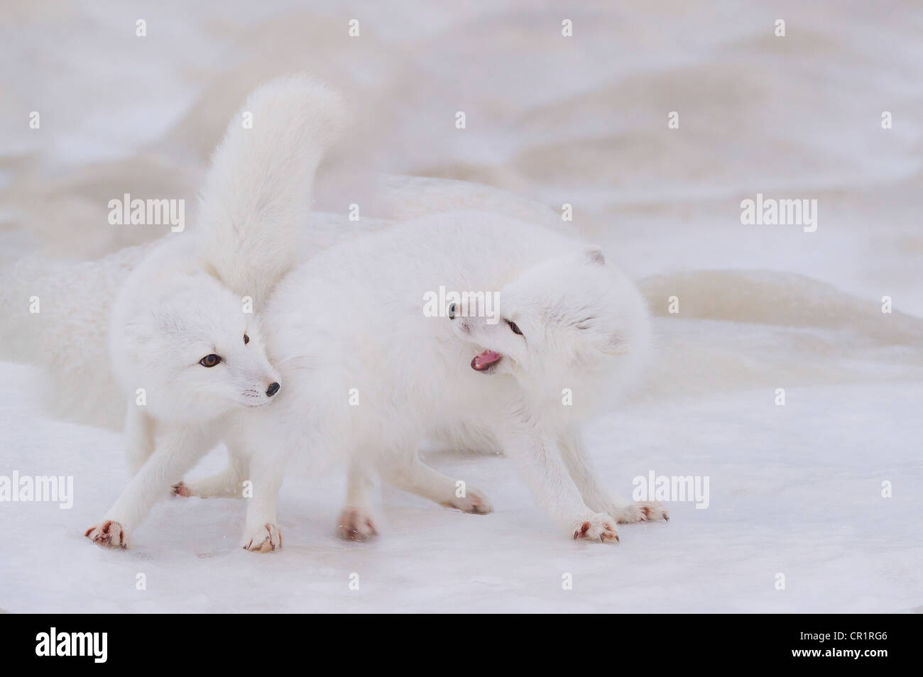 Hudson bay arctic fox hi-res stock photography and images - Alamy