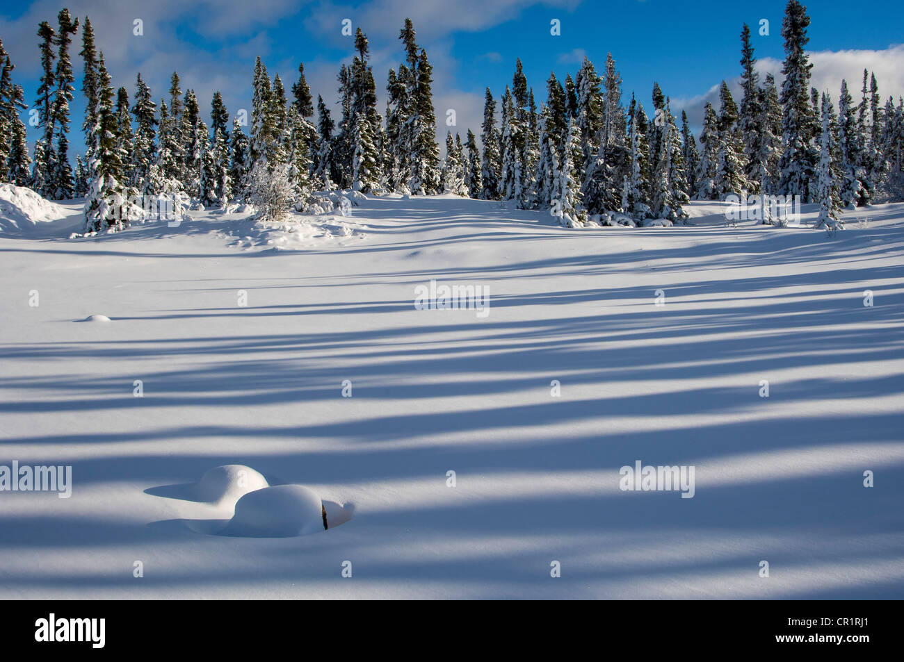 Boreal forest shadows on snow Stock Photo - Alamy