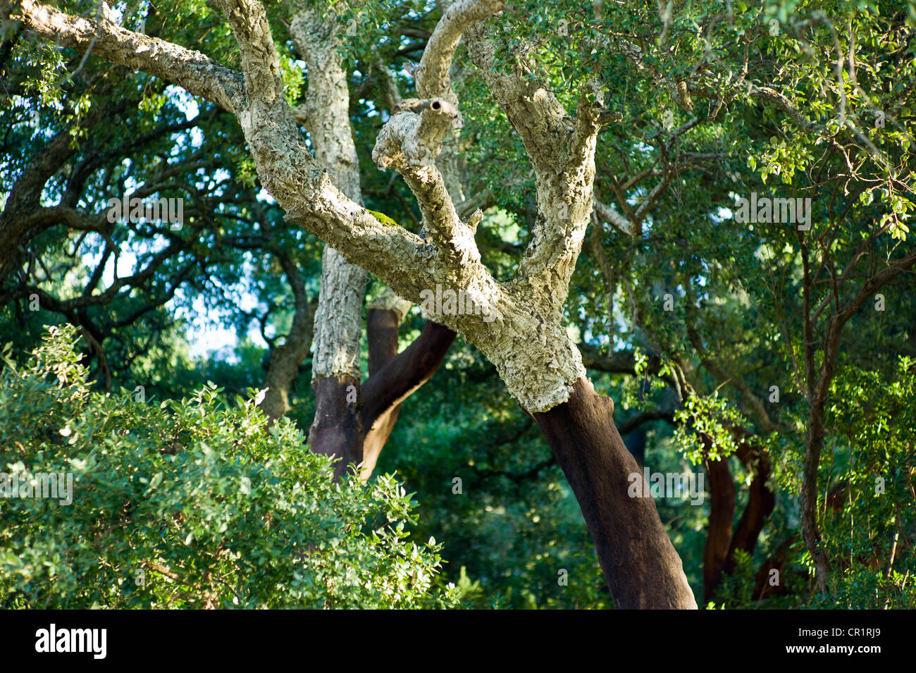 Cork oak (Quercus suber), Barranco do Banho gorge, Algarve region ...
