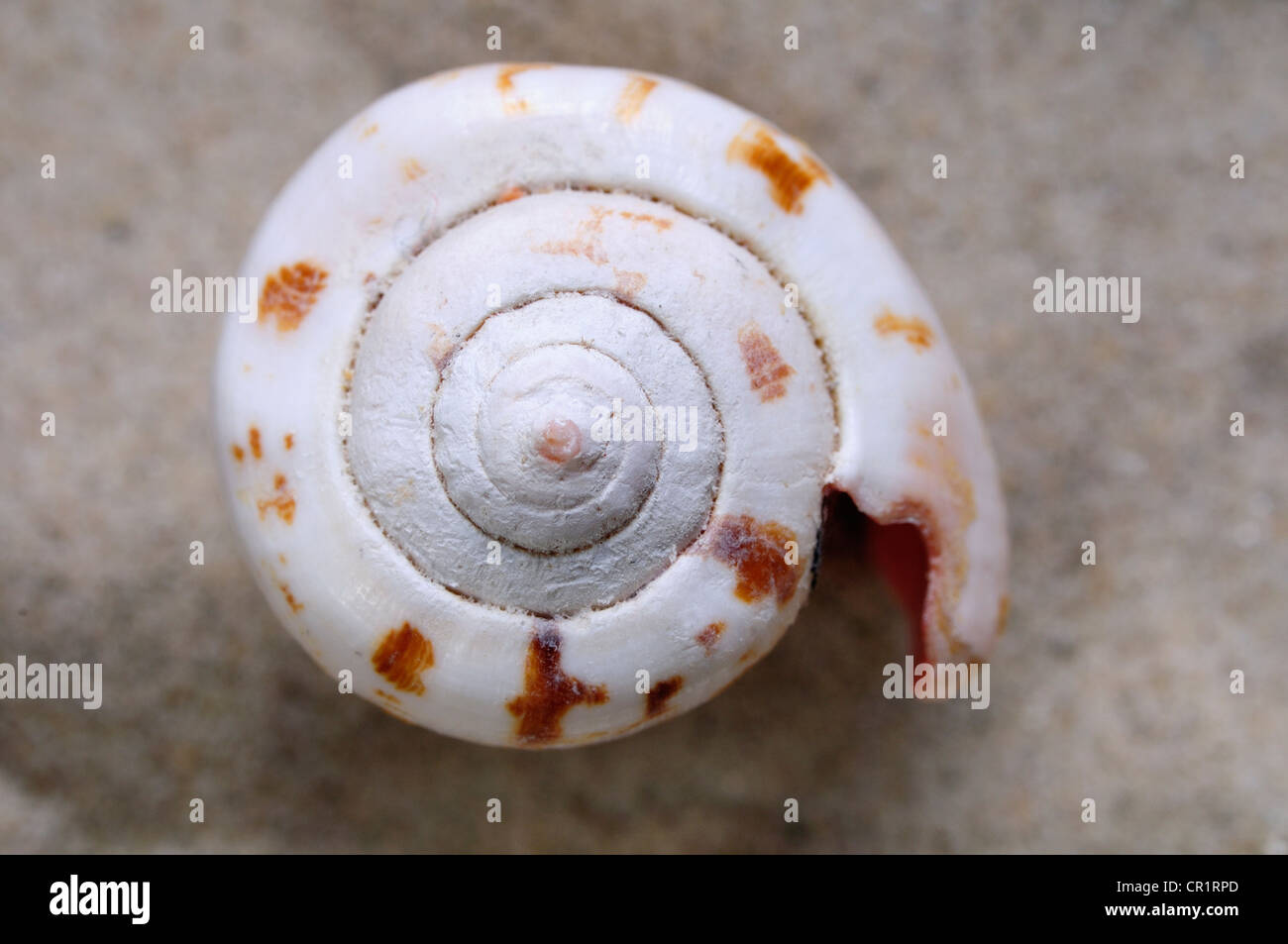 Snail shell in the sand Stock Photo - Alamy