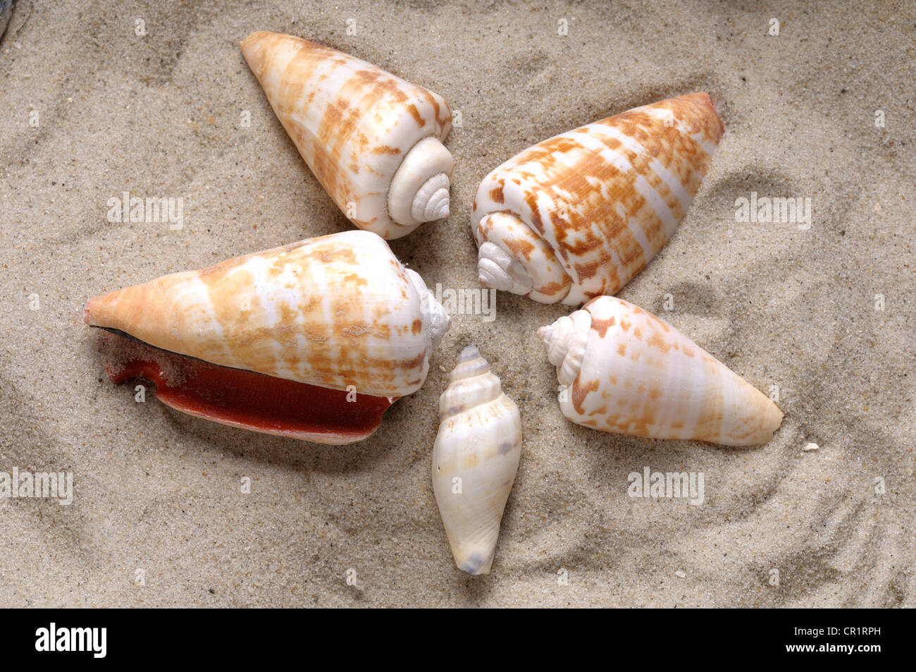 Snail shells hi-res stock photography and images - Alamy