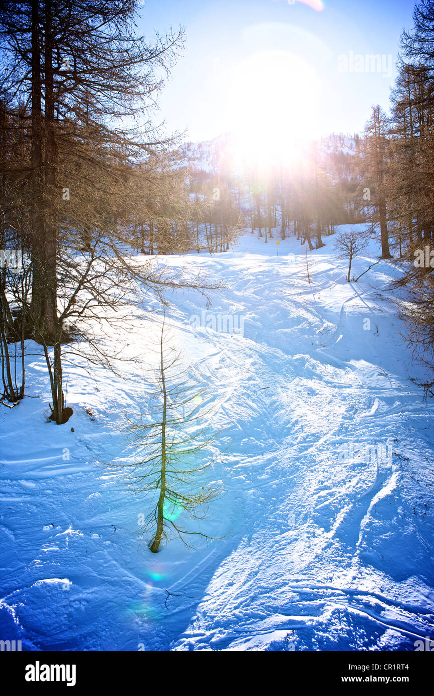 off piste ski run through trees in Bardonecchia Italy Stock Photo - Alamy