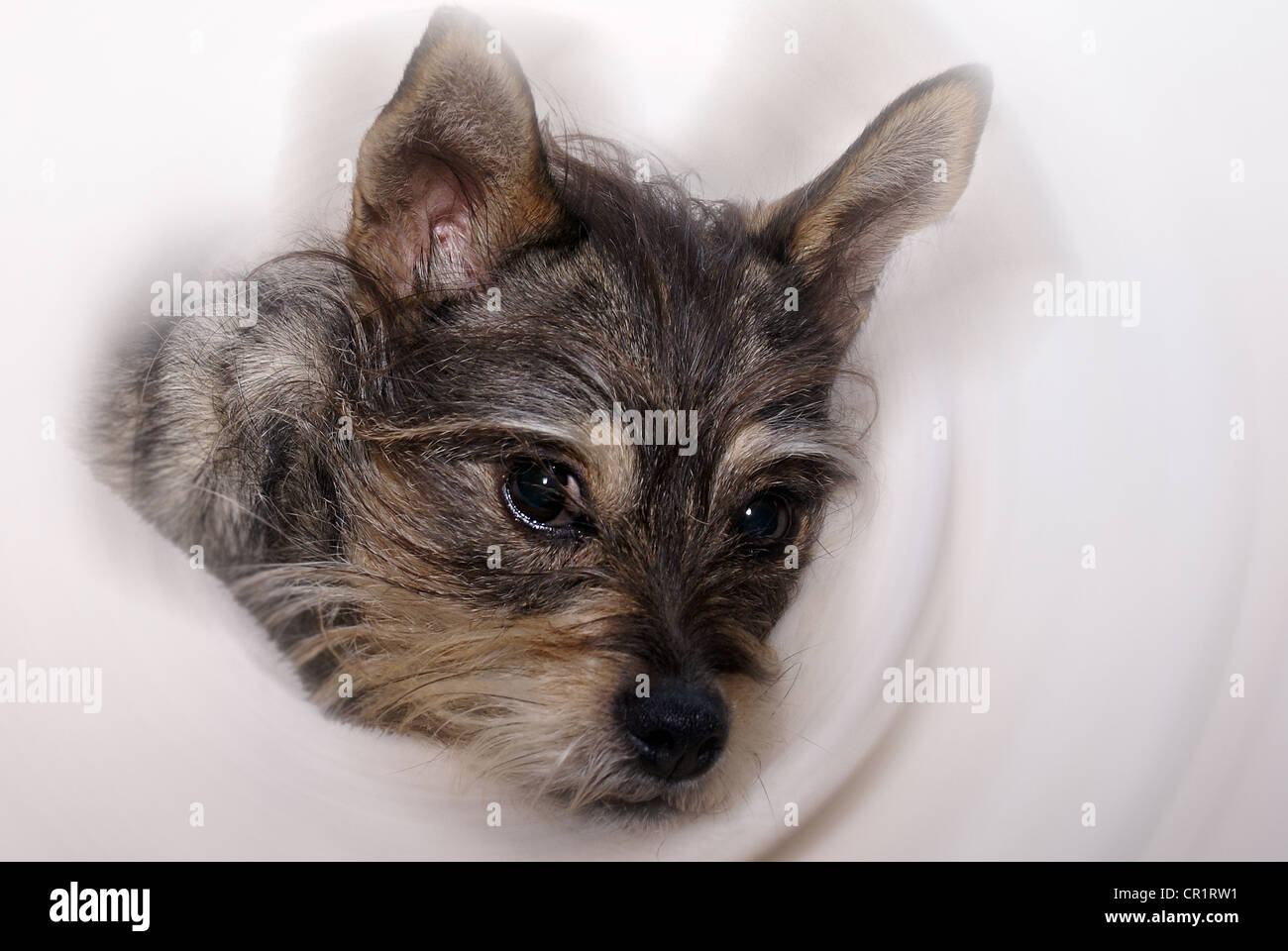 Miniature Terrier Mix