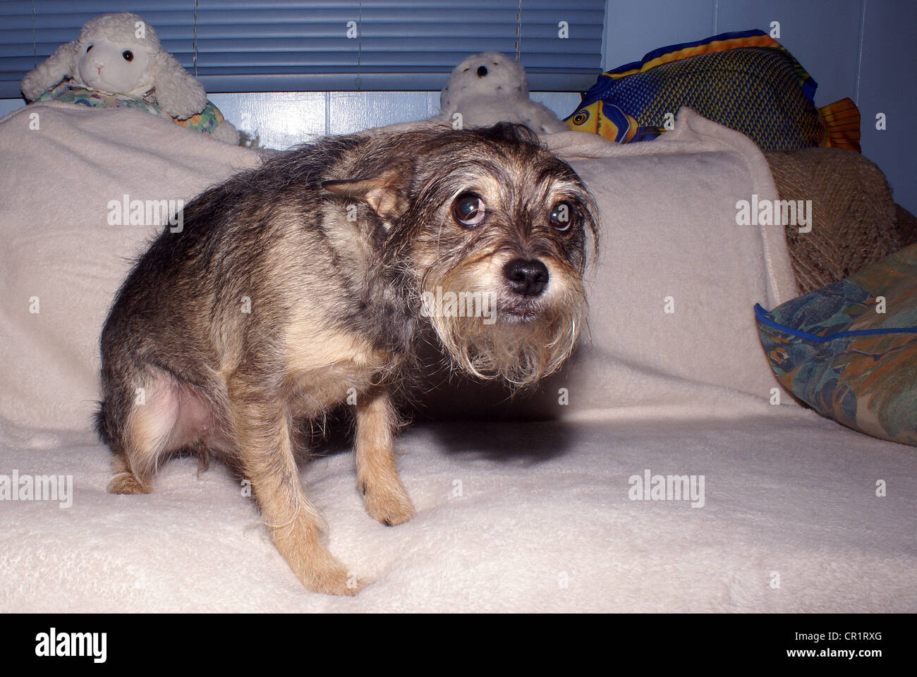 Pitiful, shamed, sad puppy sitting on couch Stock Photo - Alamy