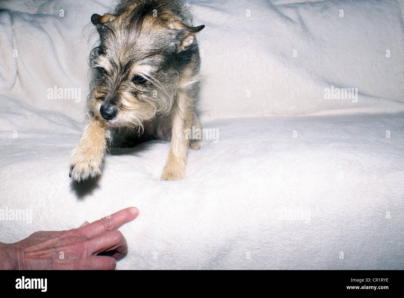 Dog scared bed hi-res stock photography and images - Alamy